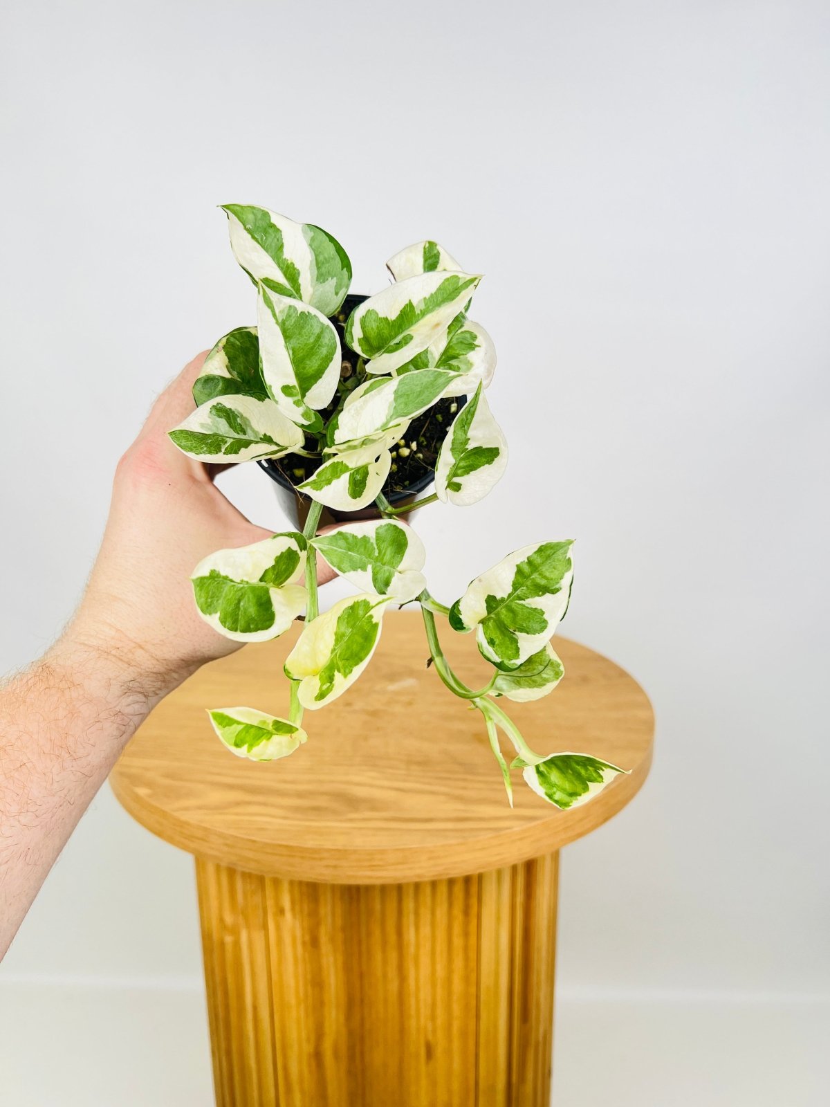 Epipremnum Aureum - Pearls & Jade | Uprooted | Buy Plants Online Australia