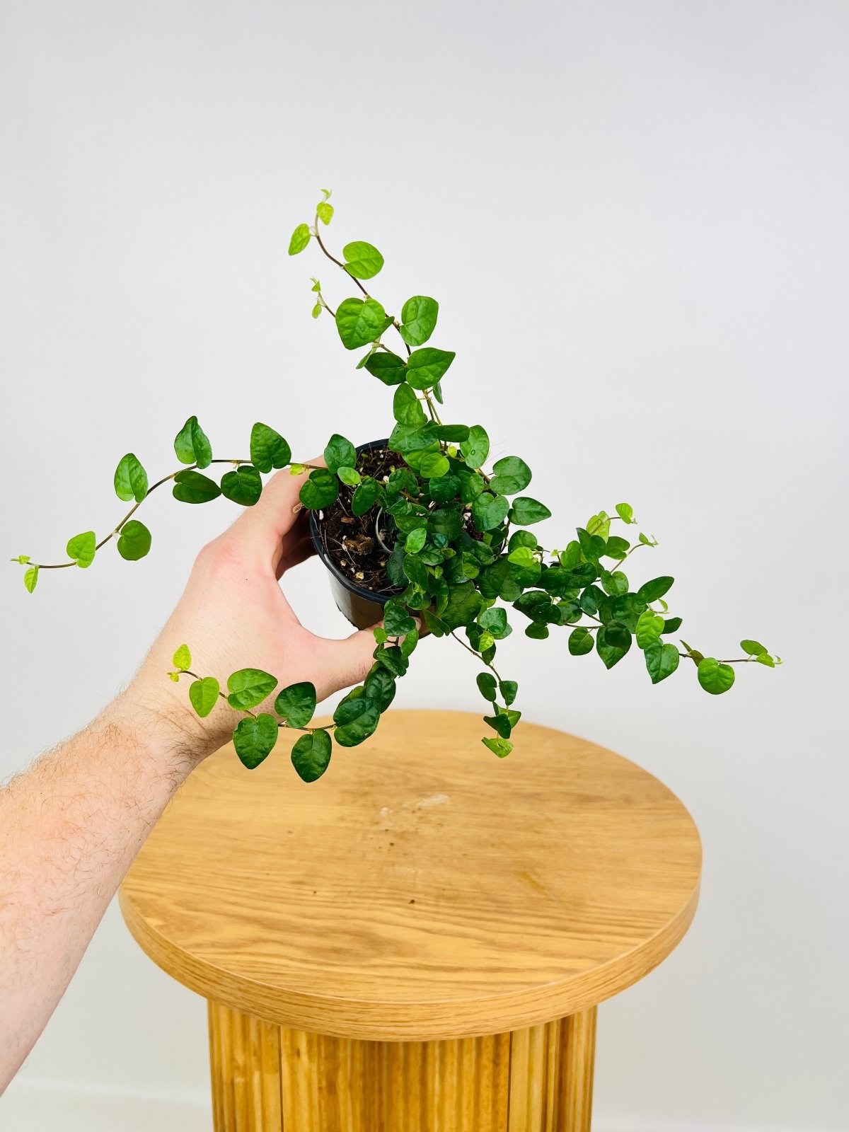 Ficus Pumila Creeping Fig - Green | Uprooted | Buy Plants Online Australia
