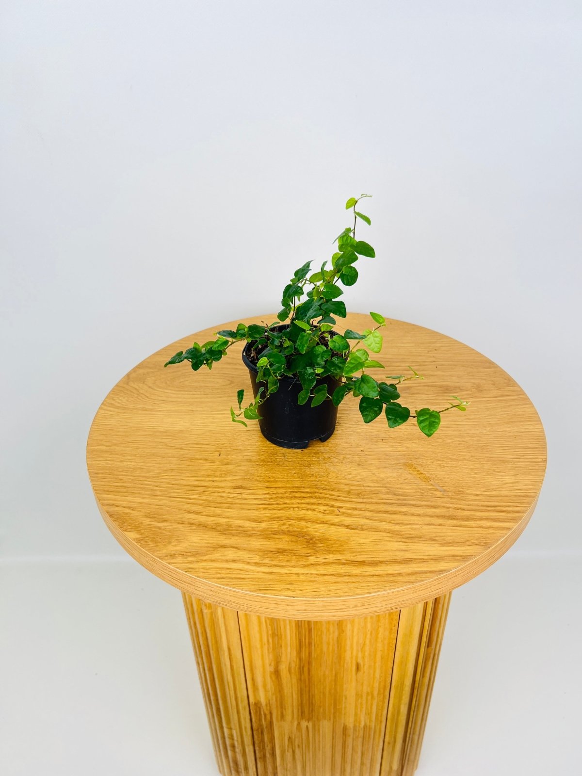 Ficus Pumila Creeping Fig - Green | Uprooted | Buy Plants Online Australia