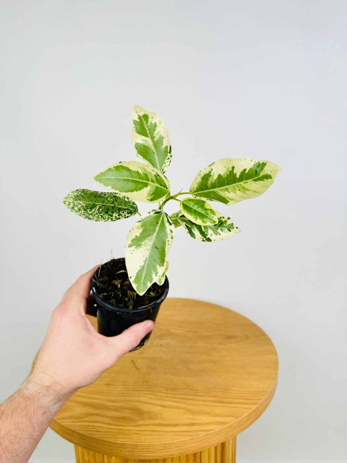 Ficus Rubiginosa Variegata | Uprooted | Buy Plants Online Australia
