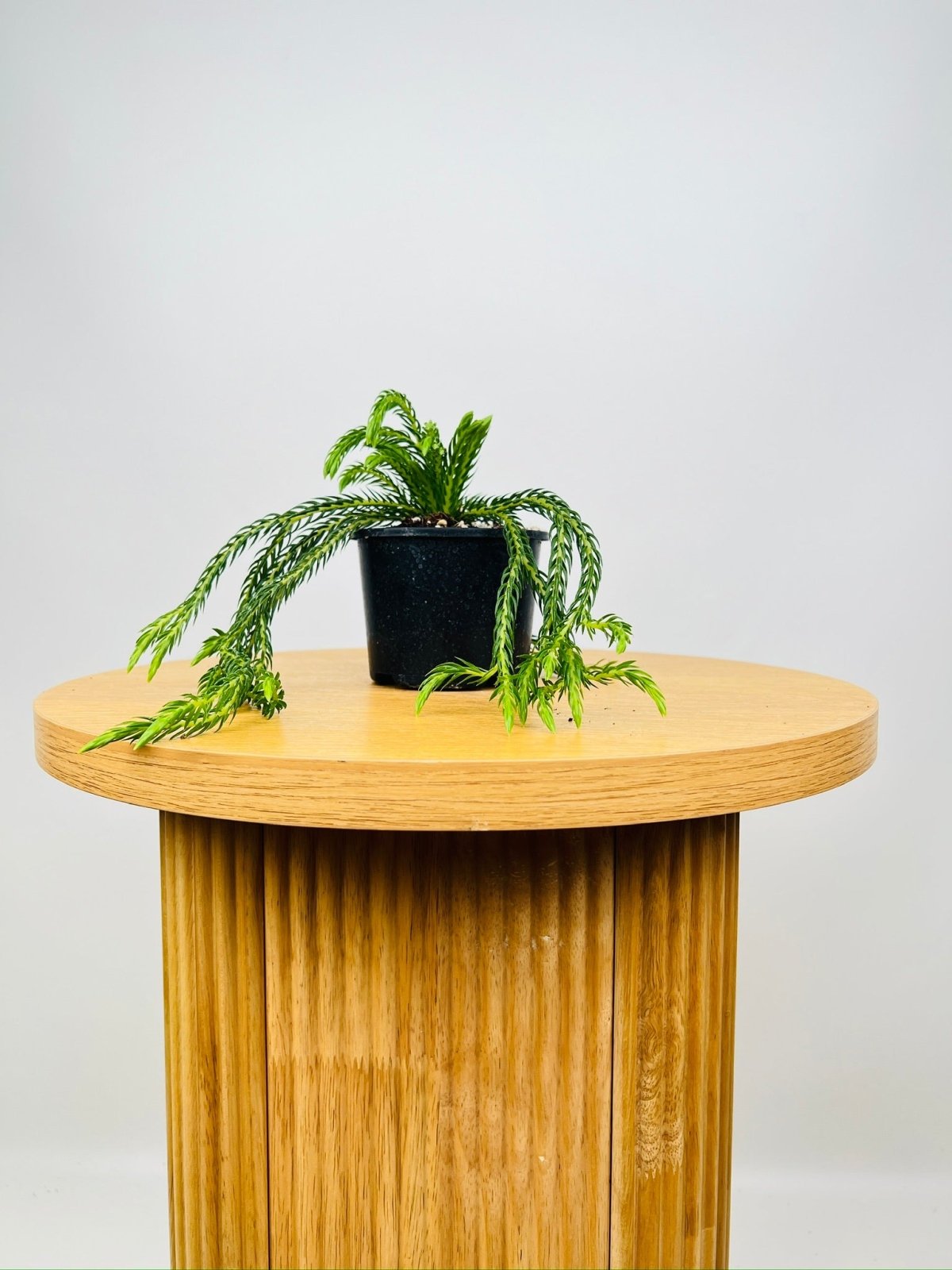 Huperzia Carinatum QLD Coen Square Form Tassel Fern | Uprooted | Buy ...