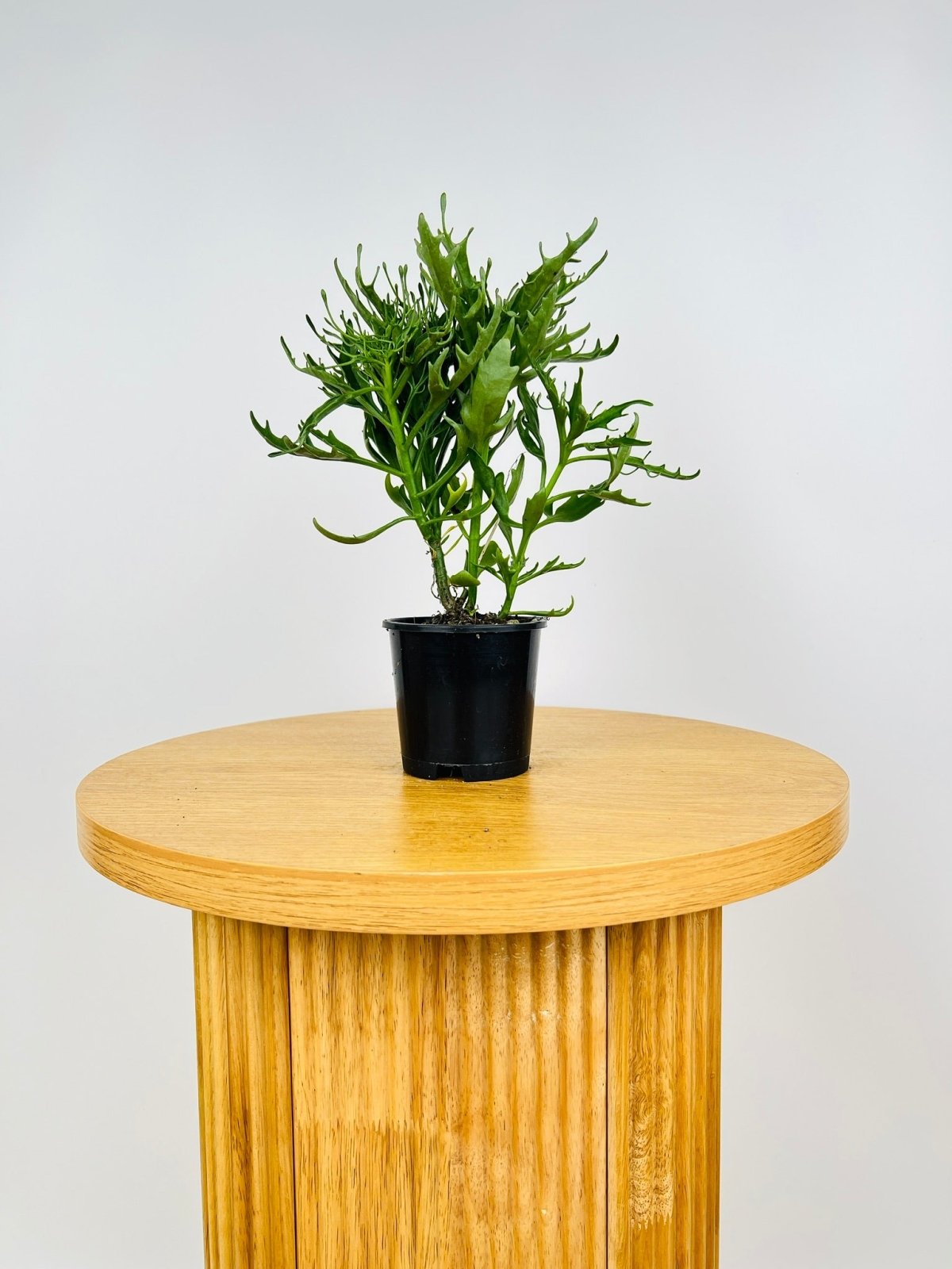 Kalanchoe Tarantula | Uprooted | Buy Plants Online Australia