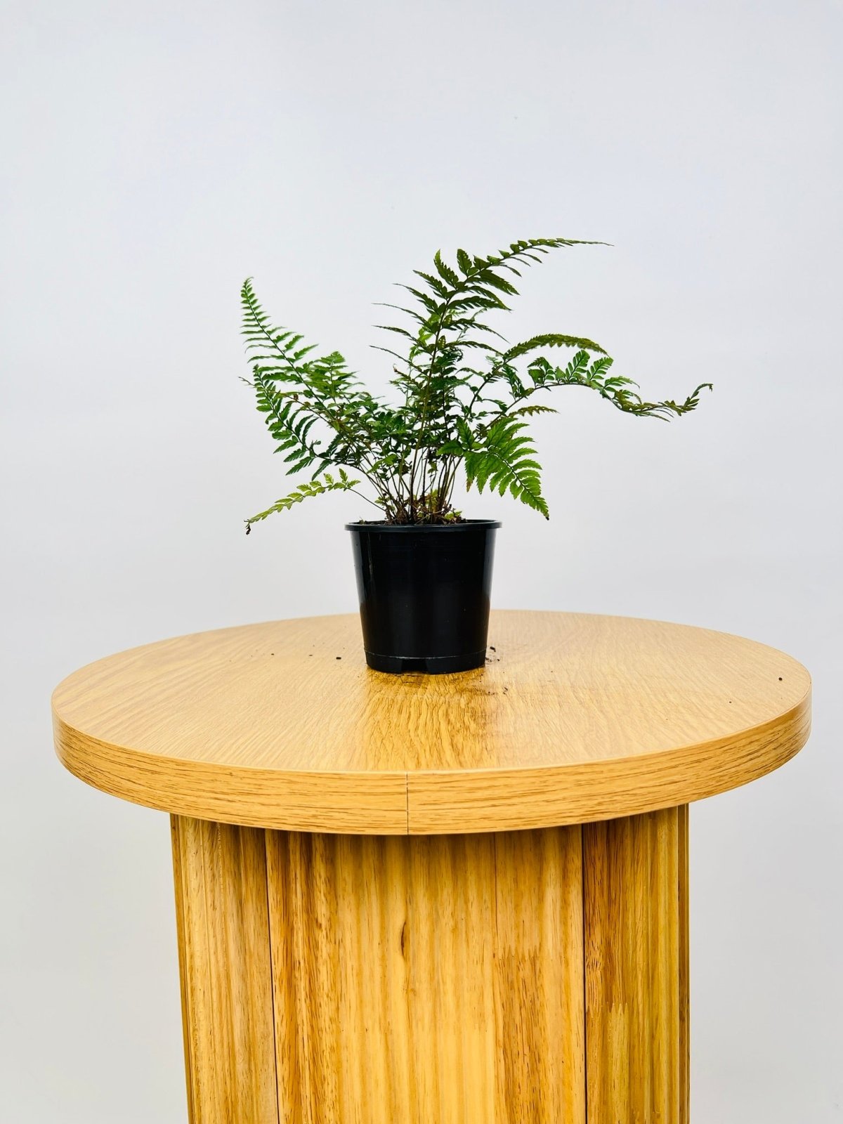 Korean Rock Fern | Uprooted | Buy Plants Online Australia