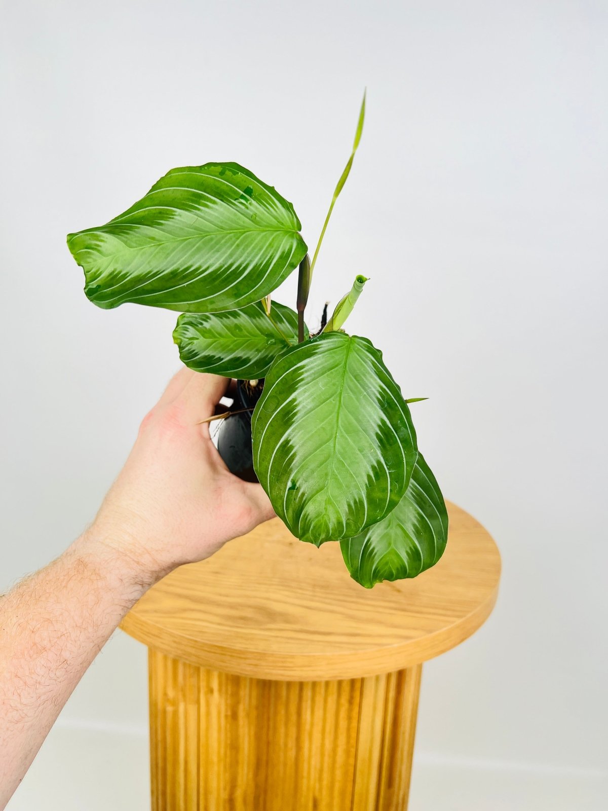 Maranta Leuconeura - Silver Band | Uprooted | Buy Plants Online Australia