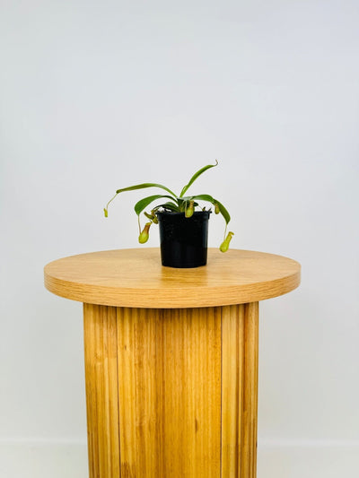 Nepenthes Alata | Uprooted | Buy Plants Online Australia