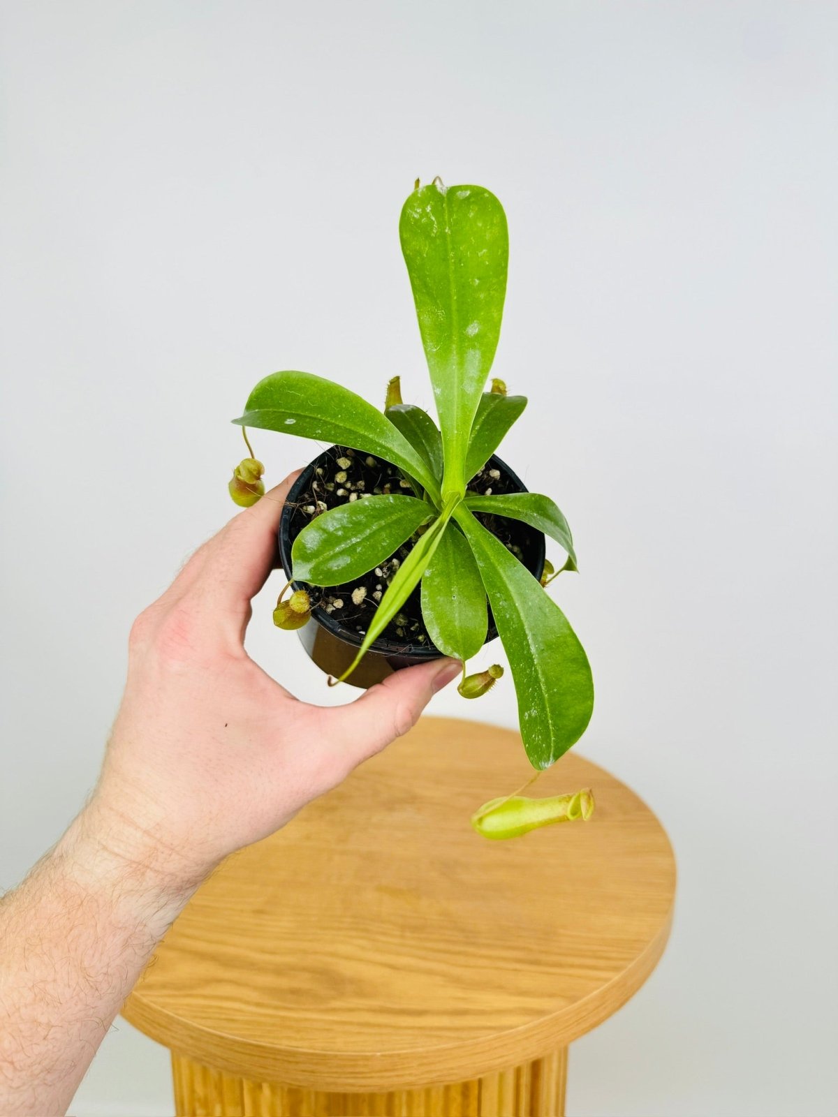 Nepenthes Alata | Uprooted | Buy Plants Online Australia