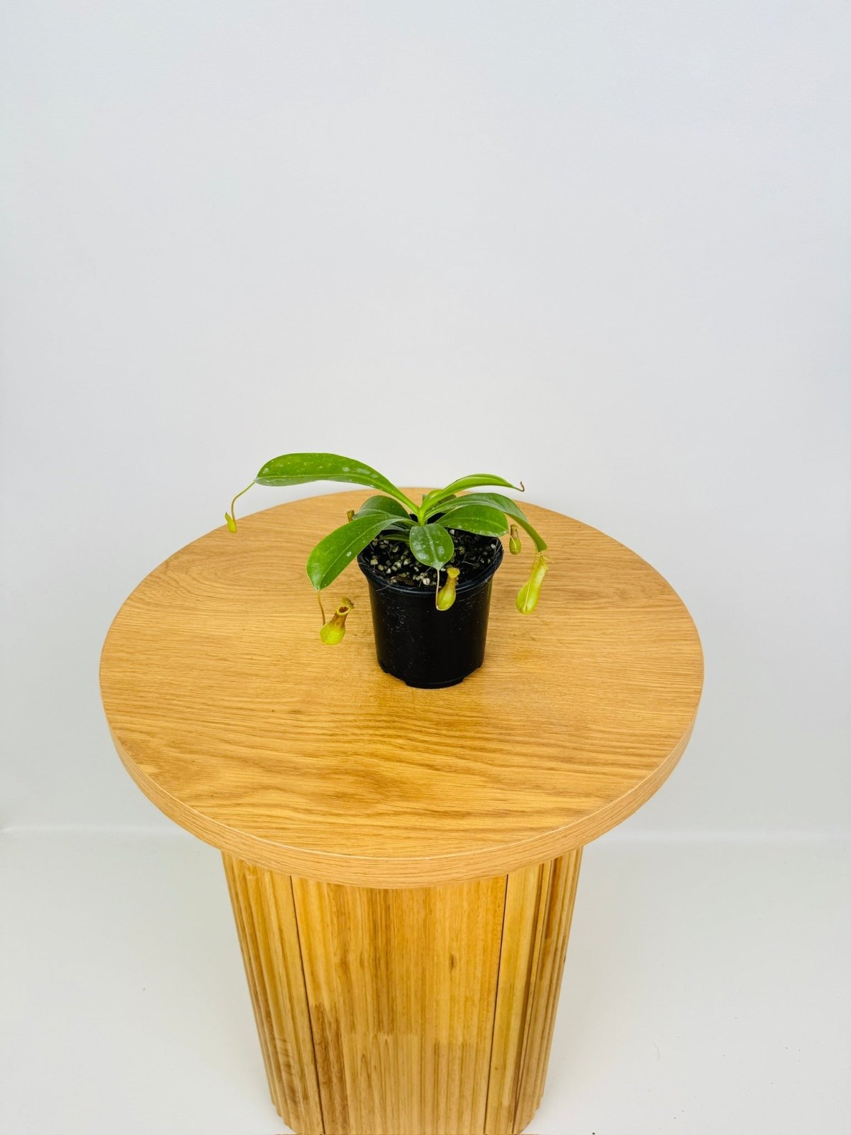 Nepenthes Alata | Uprooted | Buy Plants Online Australia