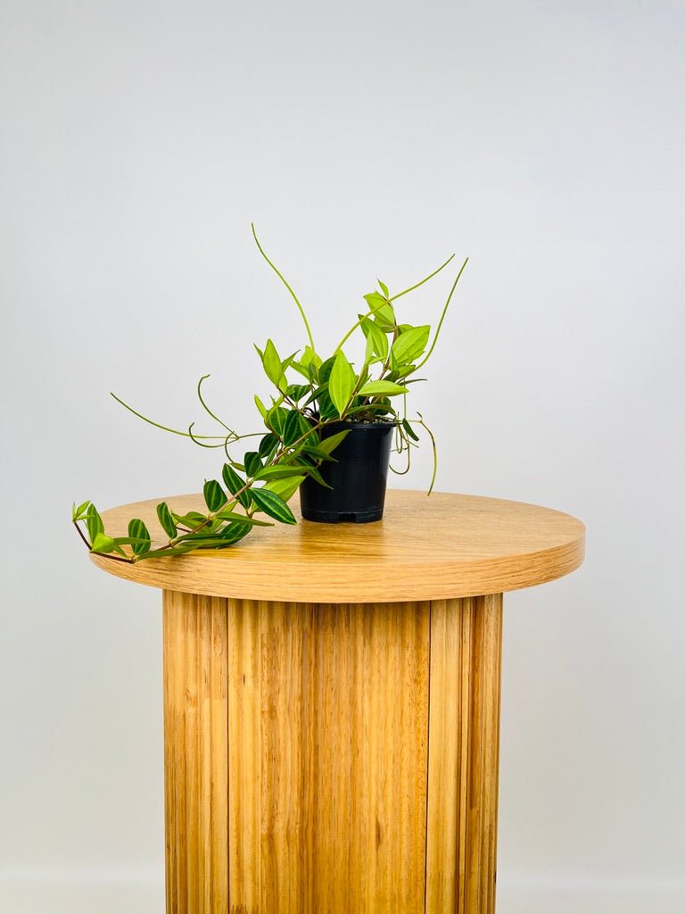 Peperomia Angulata Rocca Verde | Uprooted | Buy Plants Online Australia