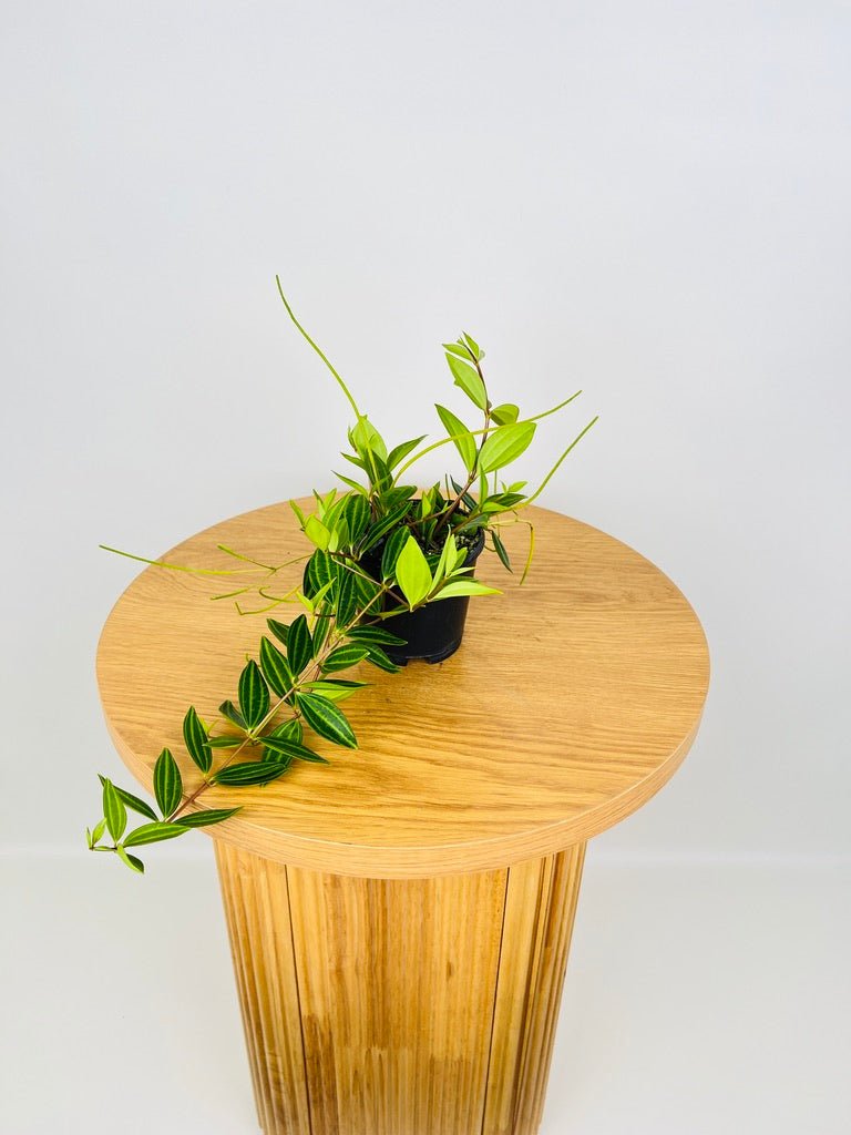 Peperomia Angulata Rocca Verde | Uprooted | Buy Plants Online Australia