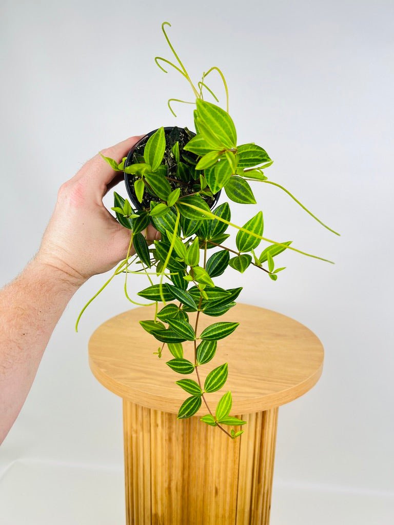Peperomia Angulata Rocca Verde | Uprooted | Buy Plants Online Australia