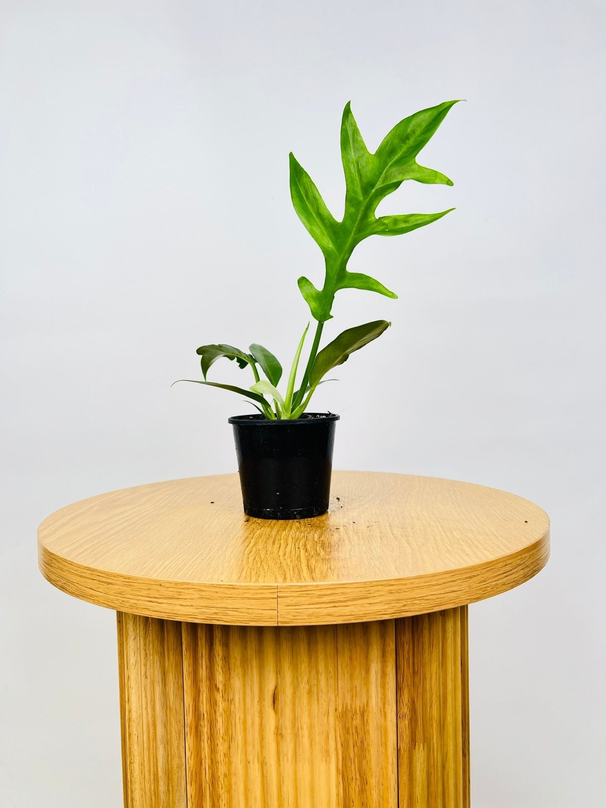 Philodendron Distantilobum | Uprooted | Buy Plants Online Australia