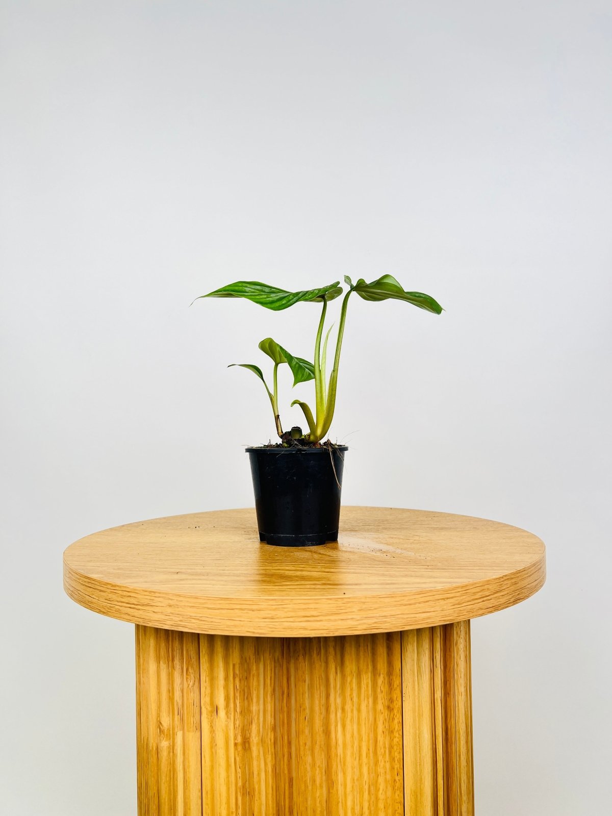 Philodendron Plowmanii Narrow Form | Uprooted | Buy Plants Online Australia