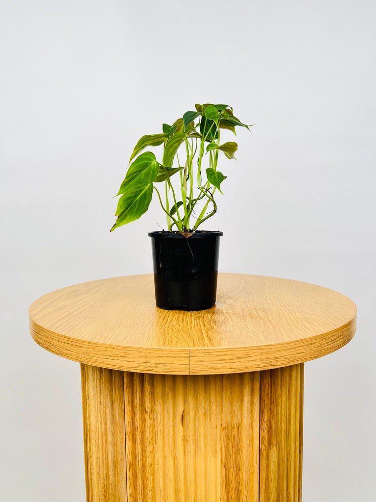 Philodendron Splendid | Uprooted | Buy Plants Online Australia