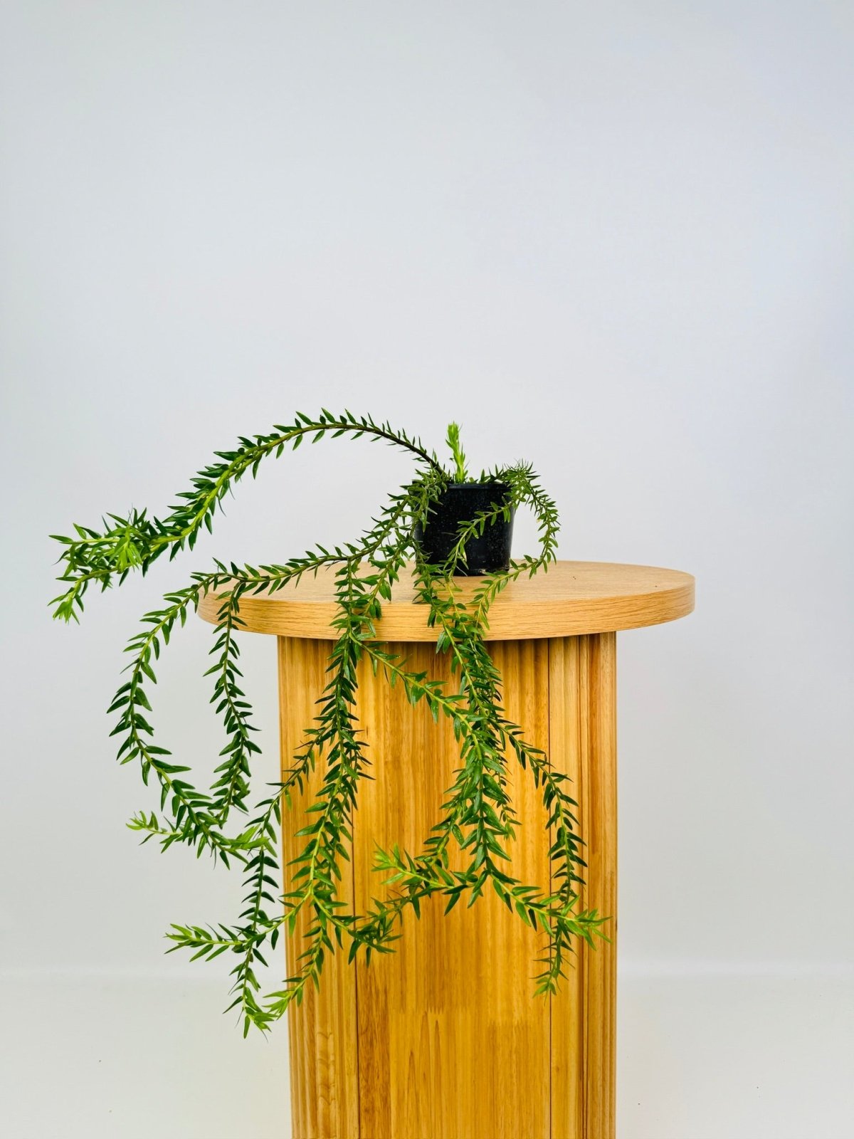 Phlegmariurus Phlegmarioides - Fiji Layered Tassel Fern | Uprooted ...