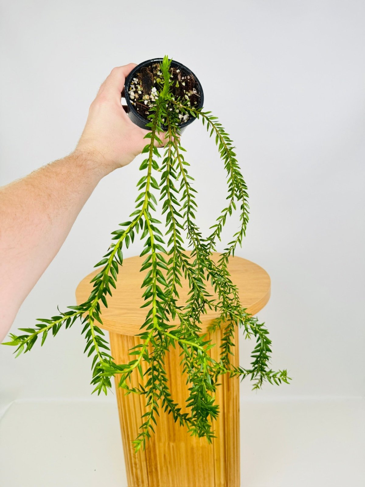 Phlegmariurus Phlegmarioides - Fiji Layered Tassel Fern | Uprooted ...