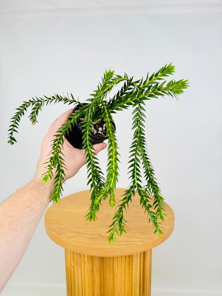 Phlegmariurus Phlegmarioides - Long Layered Tassel Fern | Uprooted ...
