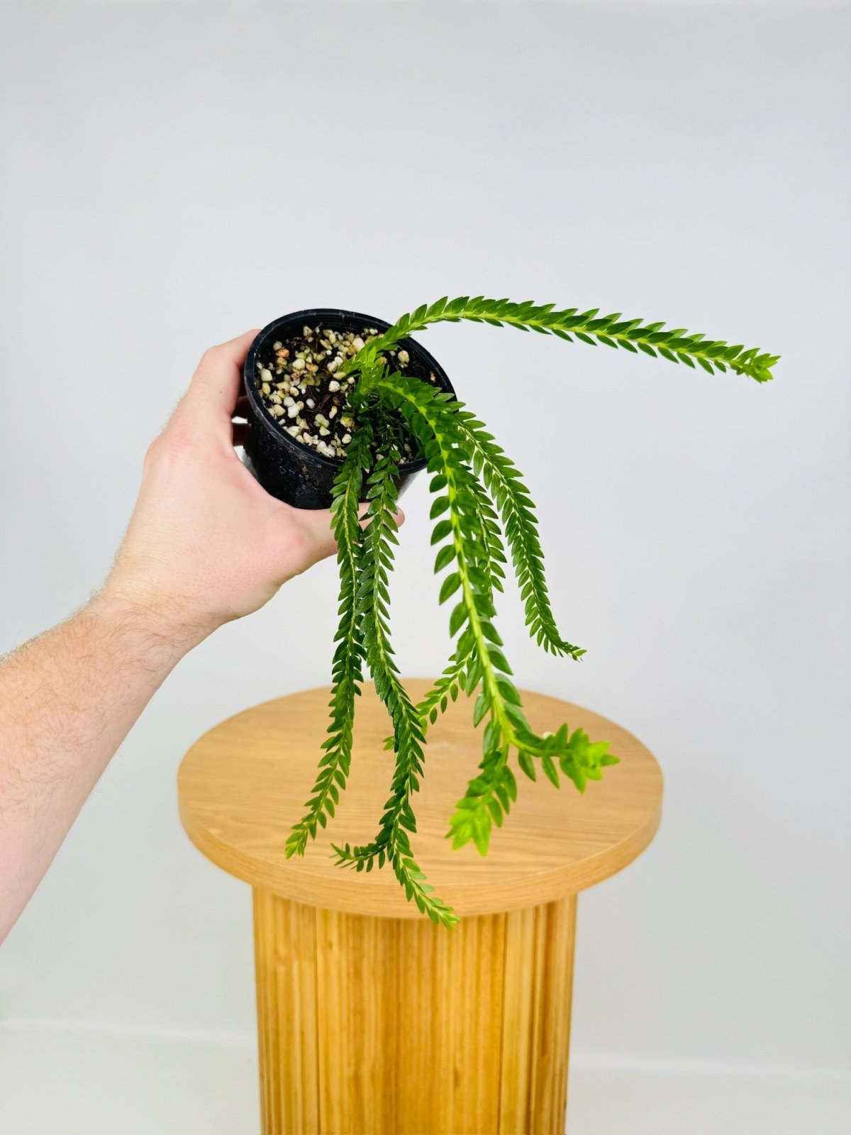 Phlegmariurus Phlegmarioides - New Guinea Layered Tassel Fern ...