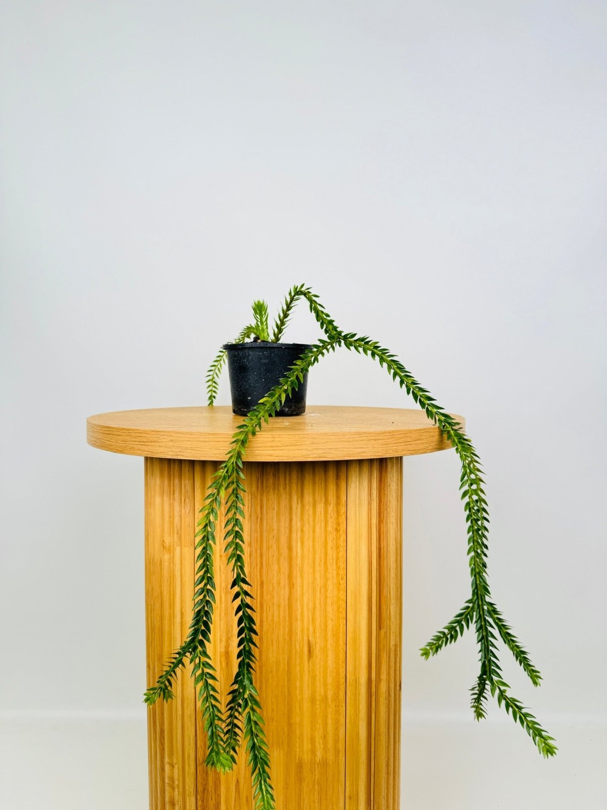 Phlegmariurus Phlegmarioides - Papua New Guinea Layered Tassel Fern ...