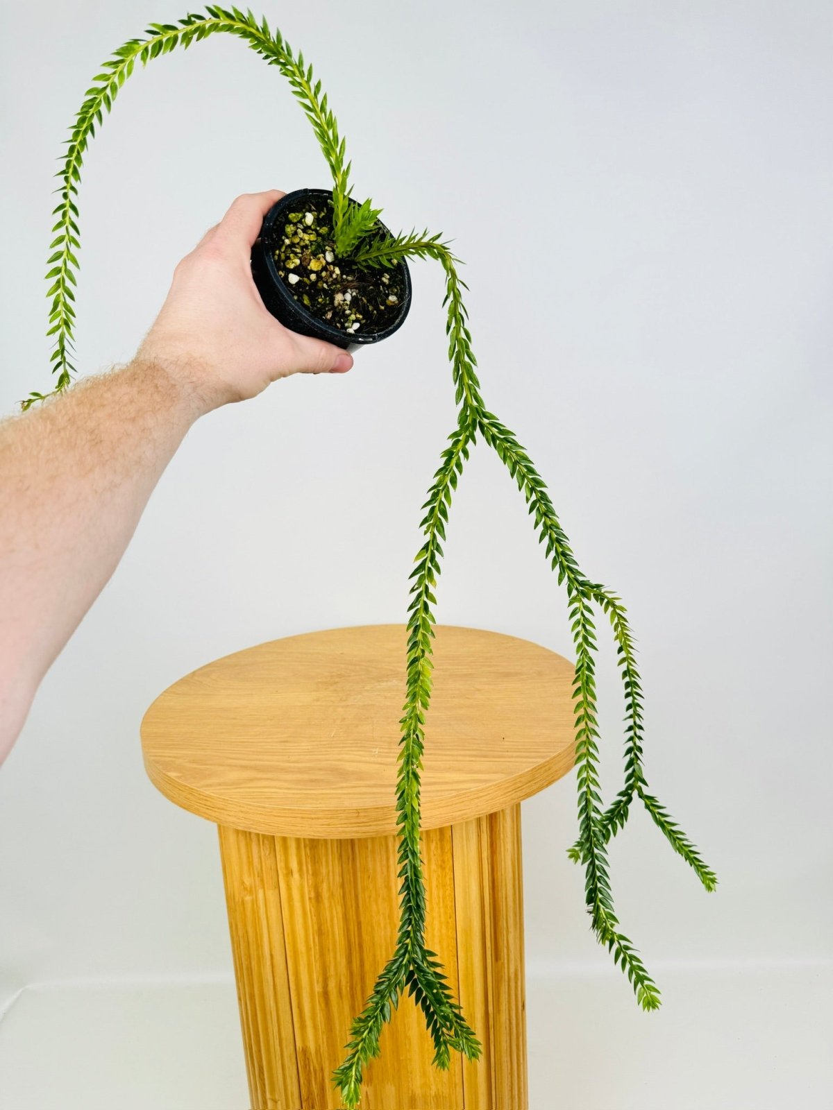 Phlegmariurus Phlegmarioides - Papua New Guinea Layered Tassel Fern ...