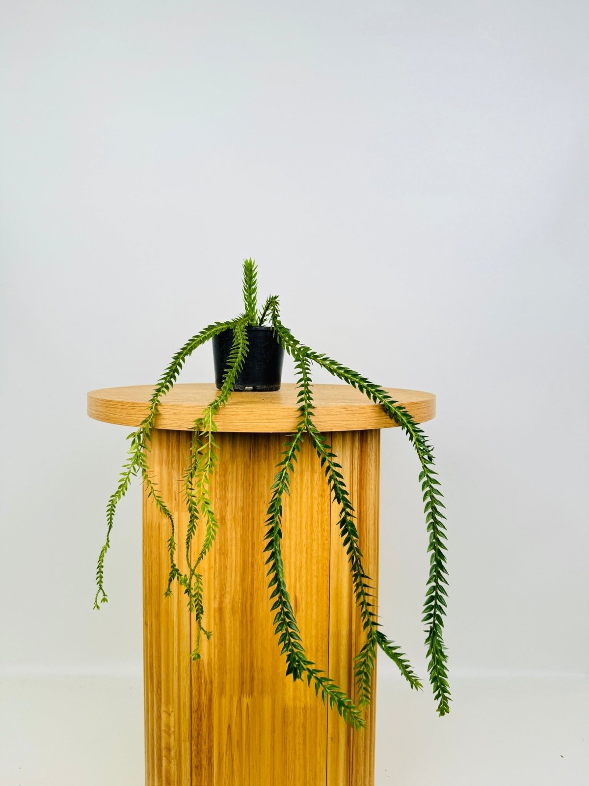 Phlegmariurus Phlegmarioides - QLD Layered Tassel Fern | Uprooted | Buy ...