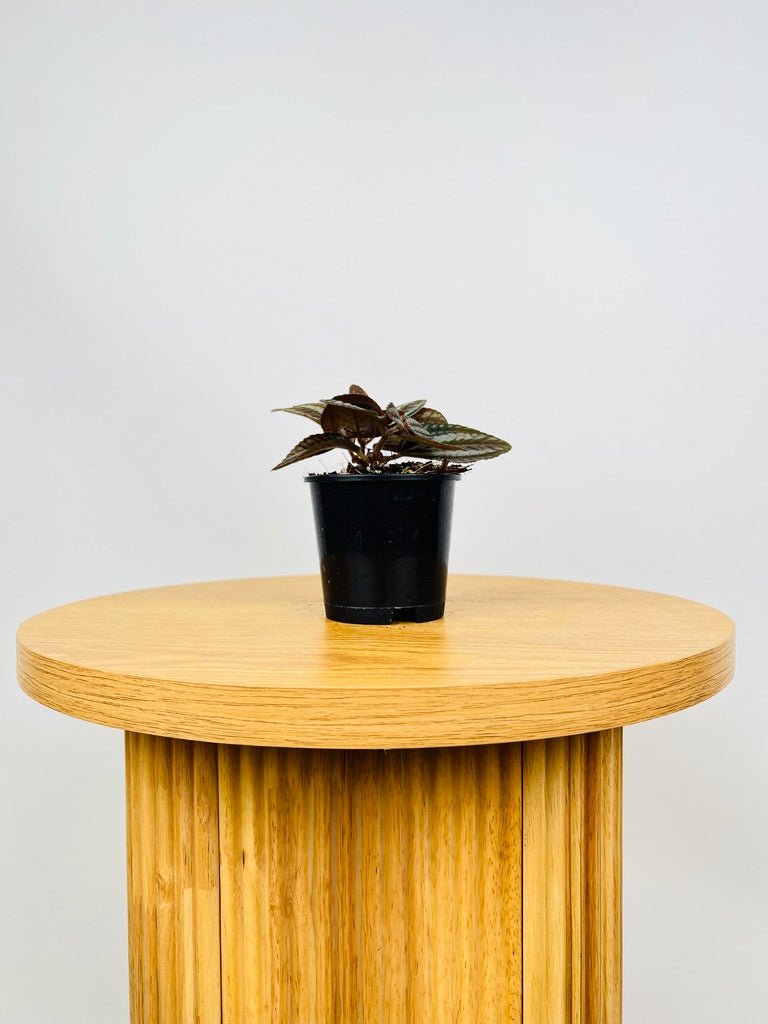 Pilea Involucrata Norfolk | Uprooted | Buy Plants Online Australia