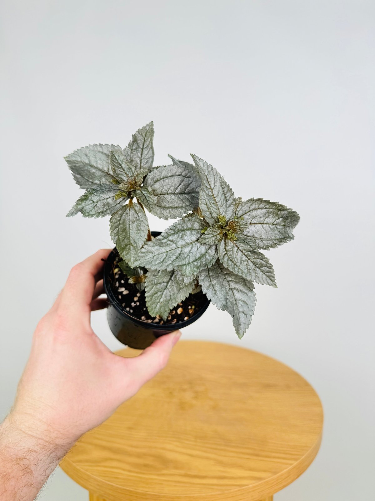 Pilea Pubescens - Silver Cloud | Uprooted | Buy Plants Online Australia