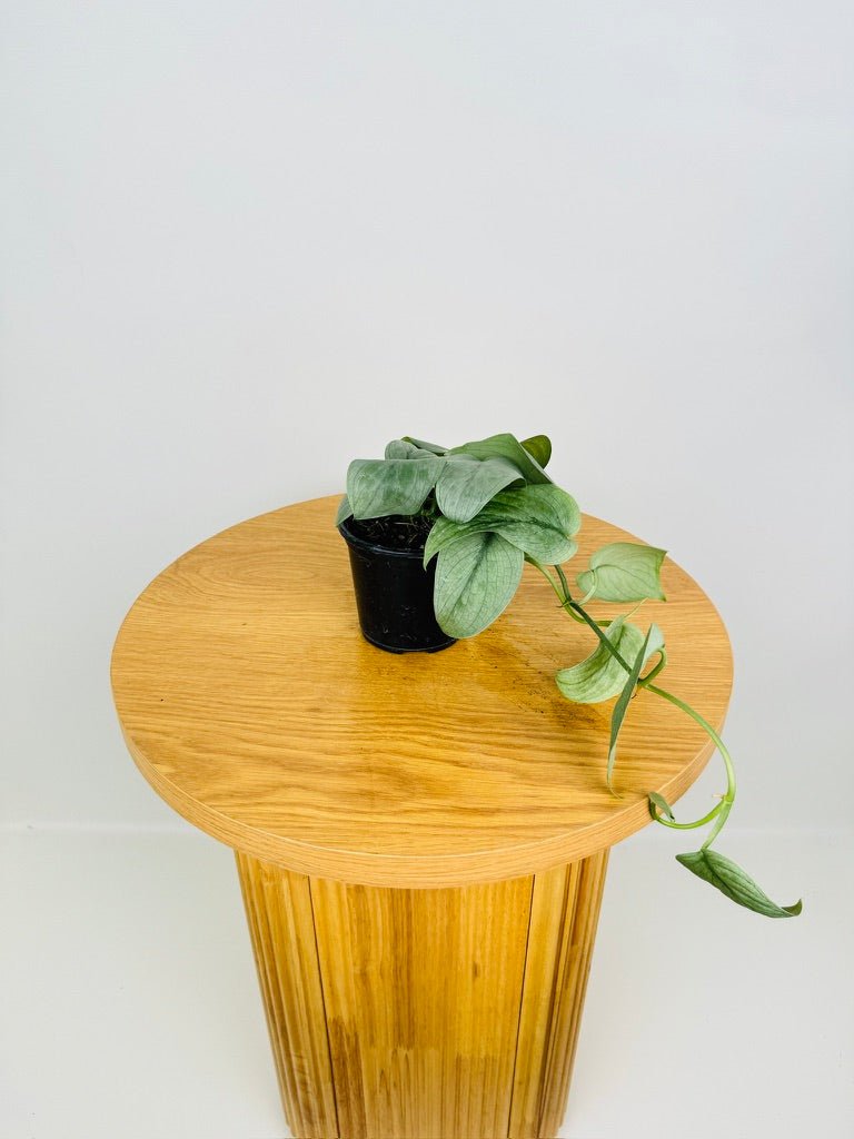 Scindapsus Platinum | Uprooted | Buy Plants Online Australia