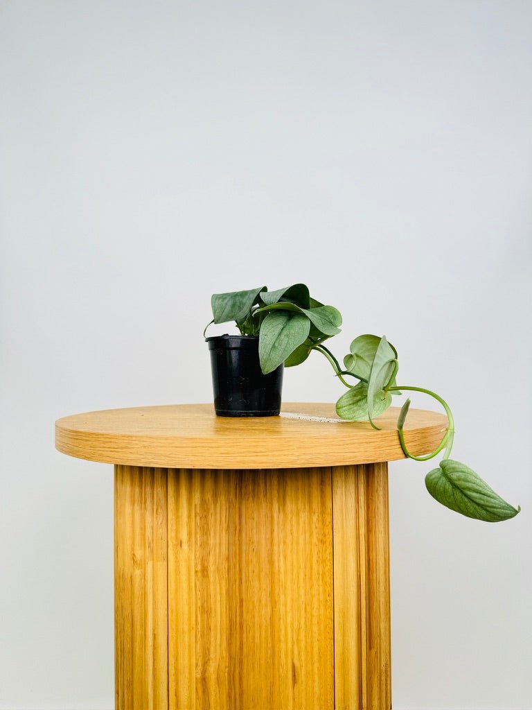Scindapsus Platinum | Uprooted | Buy Plants Online Australia