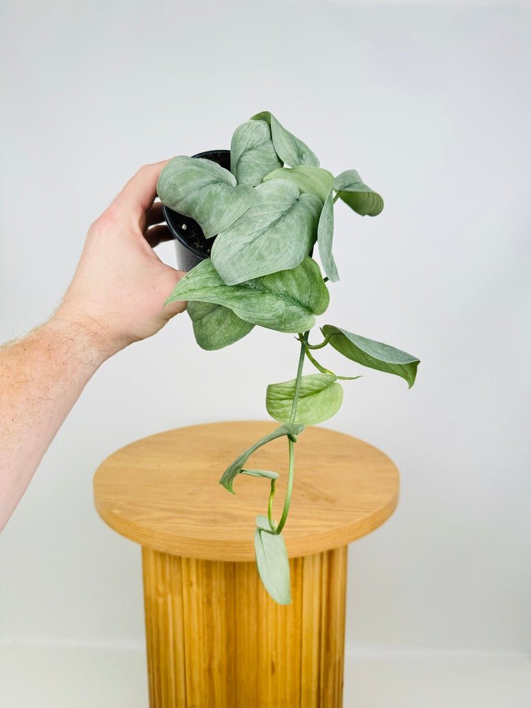 Scindapsus Platinum | Uprooted | Buy Plants Online Australia