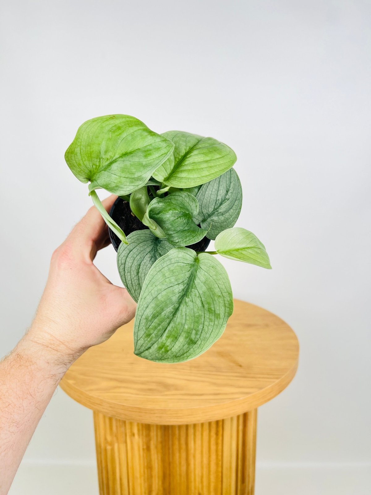 Scindapsus Platinum | Uprooted | Buy Plants Online Australia