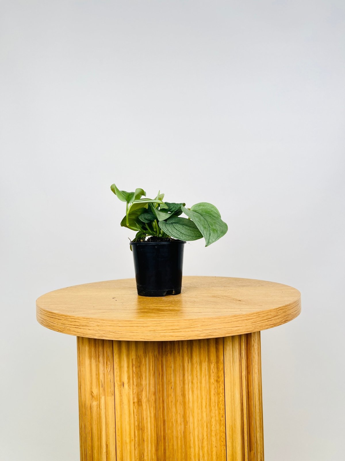 Scindapsus Platinum | Uprooted | Buy Plants Online Australia