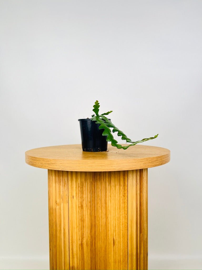 Selenicereus Anthonyanus - Fishbone Cactus | Uprooted | Buy Plants ...