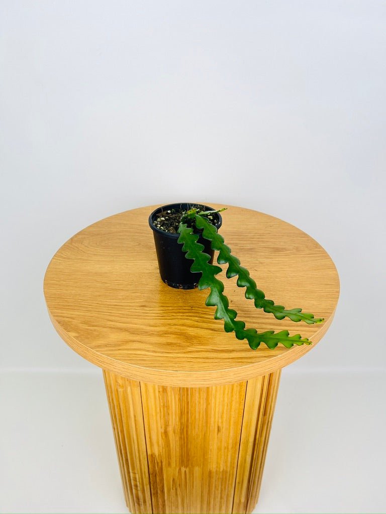 Selenicereus Anthonyanus - Fishbone Cactus | Uprooted | Buy Plants ...