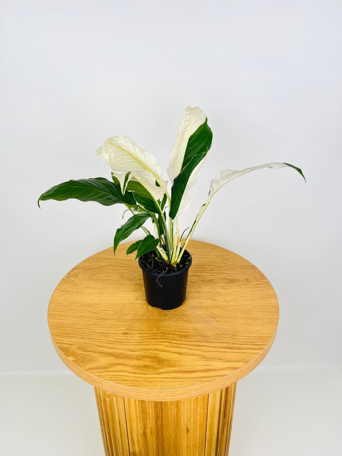 Spathiphyllum Picasso - Random Selection | Uprooted | Buy Plants Online ...
