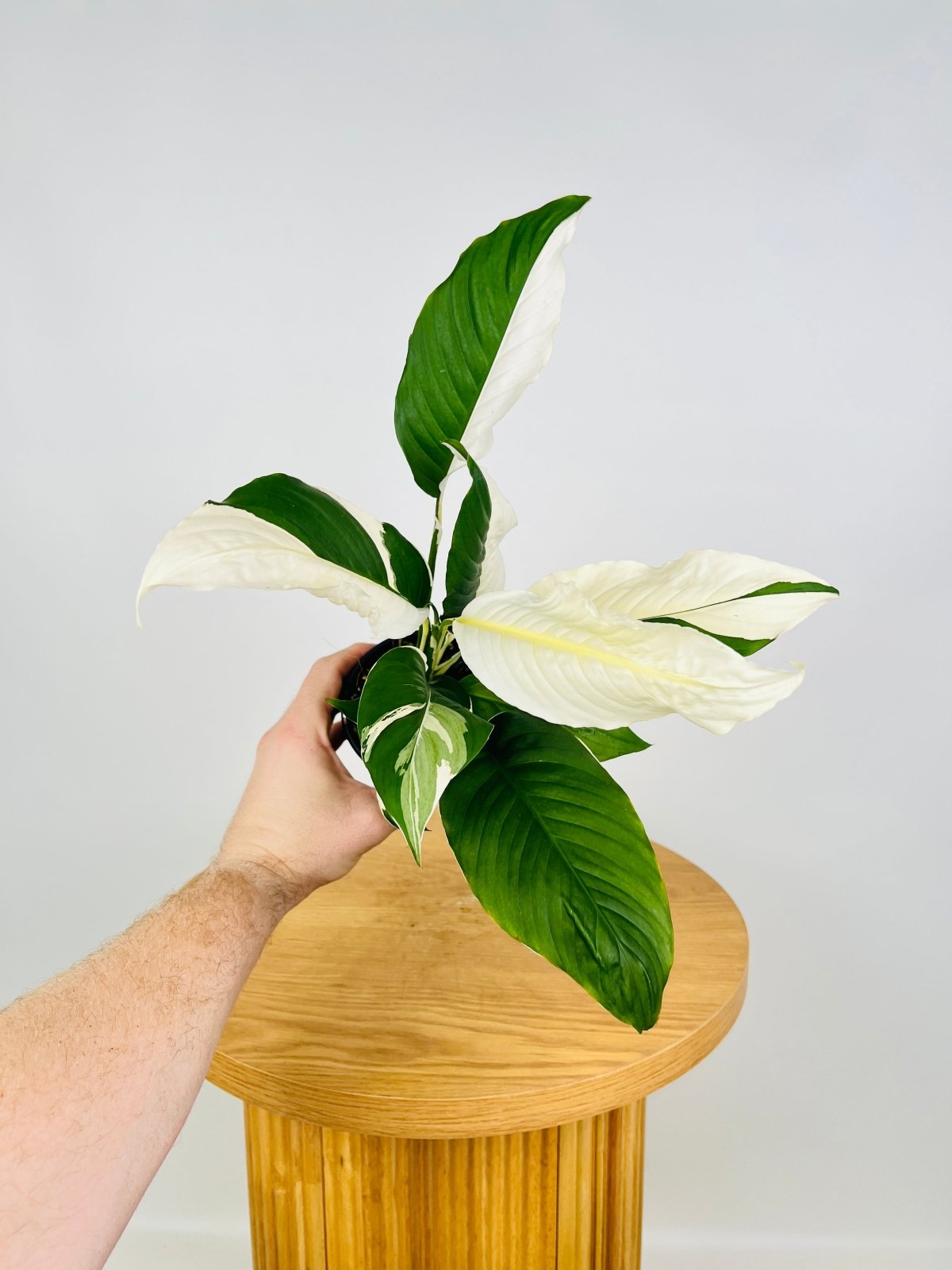 Spathiphyllum Picasso - Random Selection | Uprooted | Buy Plants Online ...