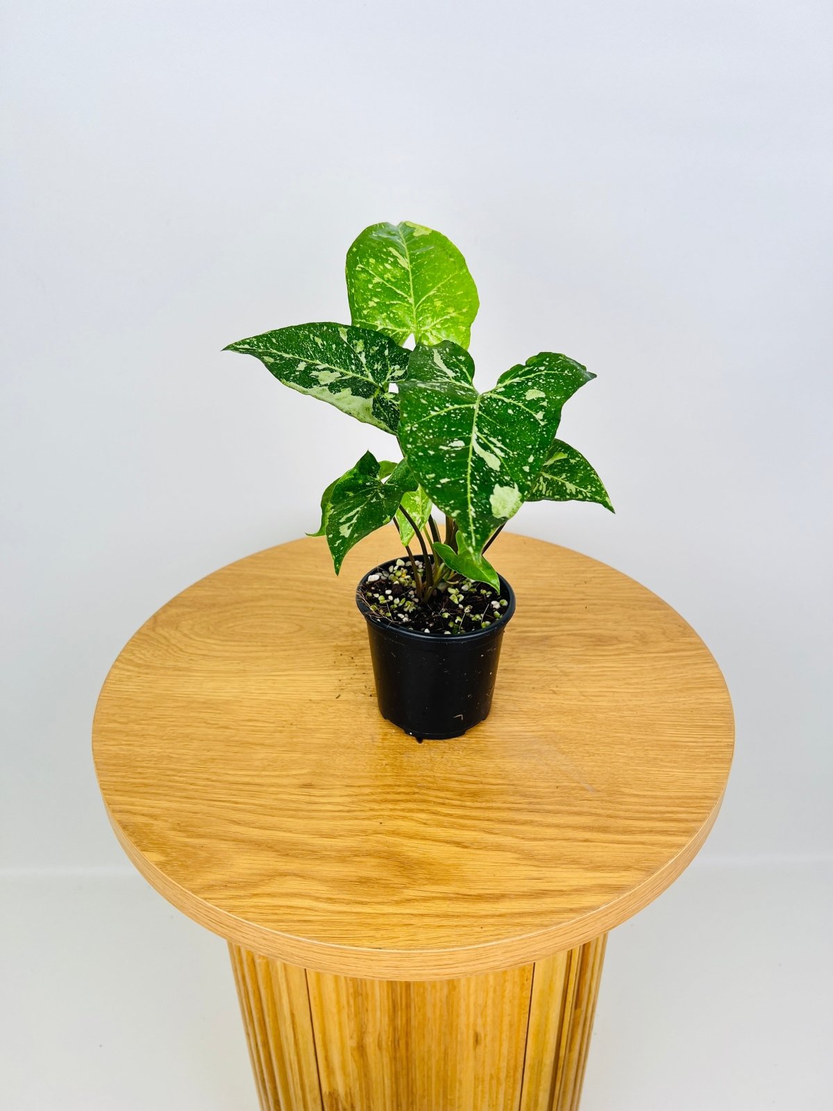 Syngonium Podophyllum - Panda | Uprooted | Buy Plants Online Australia
