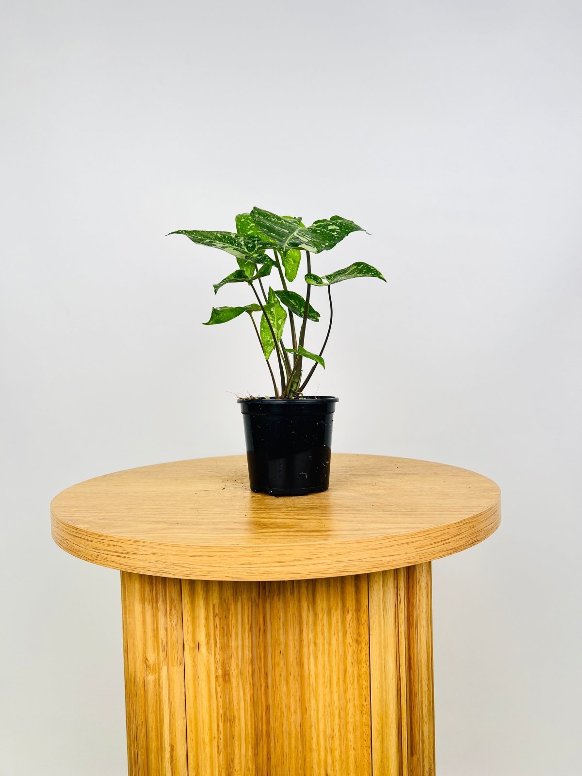 Syngonium Podophyllum - Panda | Uprooted | Buy Plants Online Australia