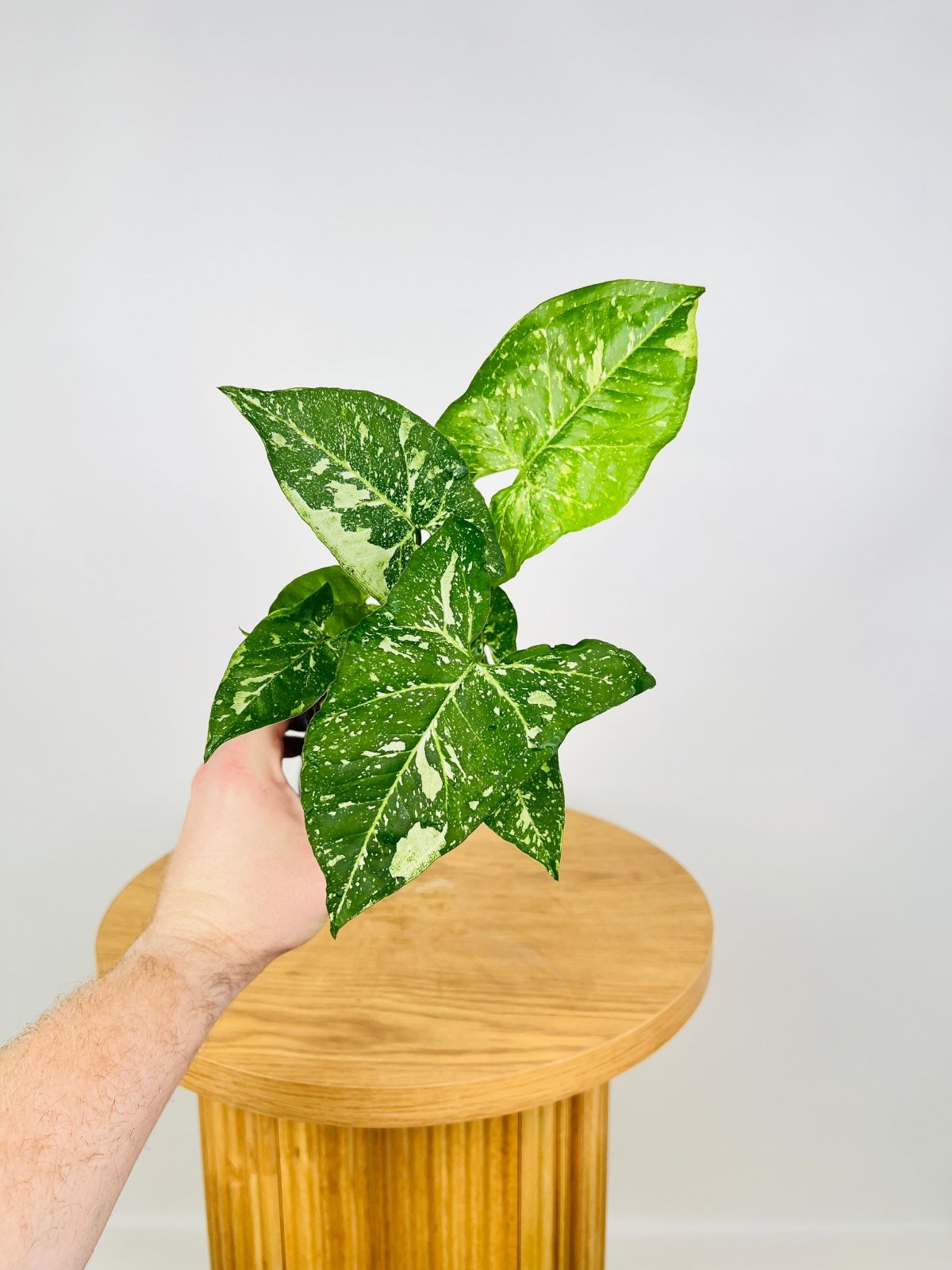 Syngonium Podophyllum - Panda | Uprooted | Buy Plants Online Australia